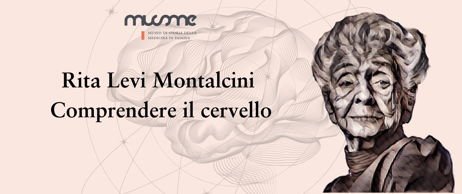Rita Levi Montalcini: comprendere il cervello - MUSME